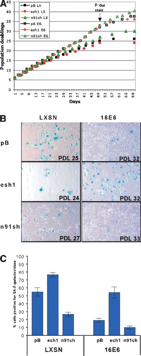 Identification Of A Novel Telomerase Repressor That Interacts With The