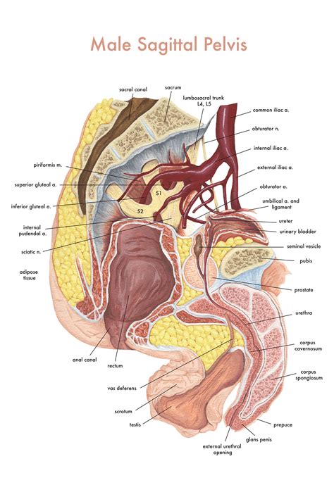 Male Pelvis Anatomy