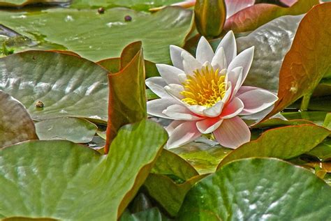 Flowers Leaves Greens Pond Water Lily Hd Wallpaper Pxfuel
