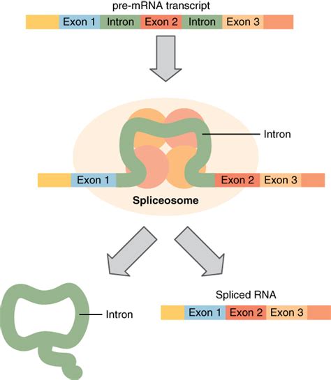 Protein Synthesis · Anatomy And Physiology