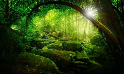 Wallpaper Sunlight Trees Nature Stones Branch Moss Green Sun