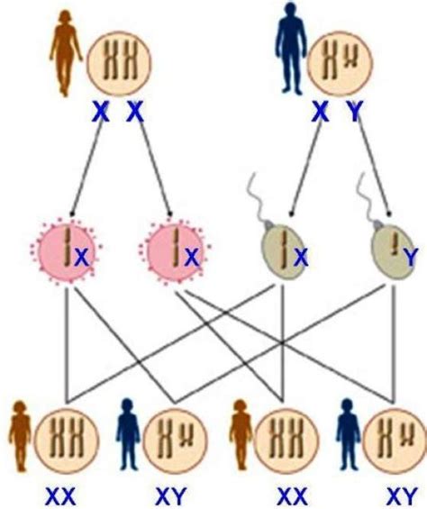 02 DeterminaciÓn Del Sexo Y La Herencia Ligada Al Sexo BiologÍa Y