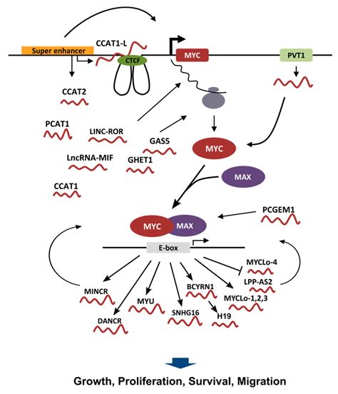 Lncrnas And Myc An Intricate Relationship Lncrna Blog