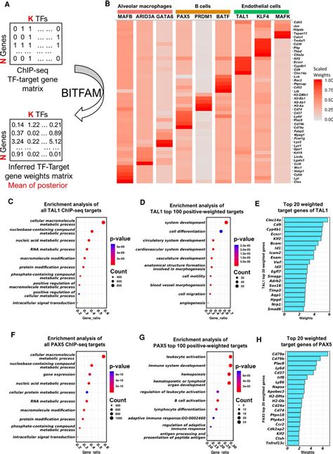 A Bayesian Inference Transcription Factor Activity Model For The