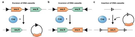 Cre Loxp System Brainvta