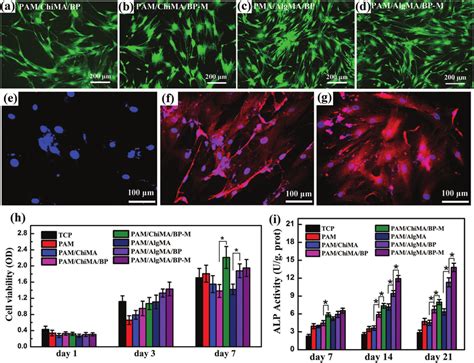 In Vitro Hbmscs Adhesion Proliferation And Differentiation On The