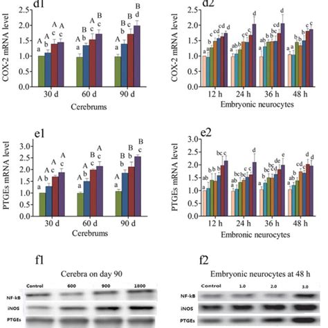 The Mrna Levels Of Hsps Hsp27 Hsp40 Hsp60 Hsp70 And Hsp90 And The