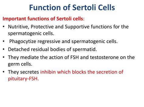 Ppt Male Reproductive System Powerpoint Presentation Free Download