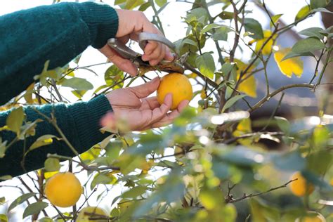 Pruning Lemon Trees When And How To Trim Your Citrus Tree Meyer