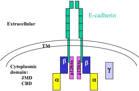 Schematic Diagram Of E Cadherin Catenin Complex The Mature Ecadherin