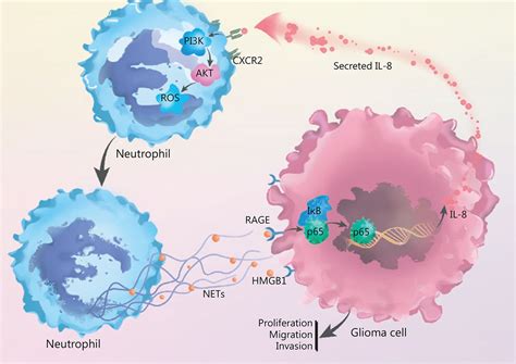 Neutrophil Extracellular Traps Mediate The Crosstalk Between Glioma