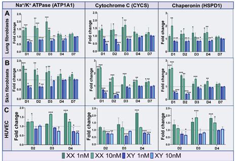 Sex Specific Effects Of E2 On Endothelial Cell And Fibroblast