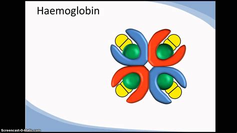 Structure And Function Of Haemoglobin Cooperativity Youtube
