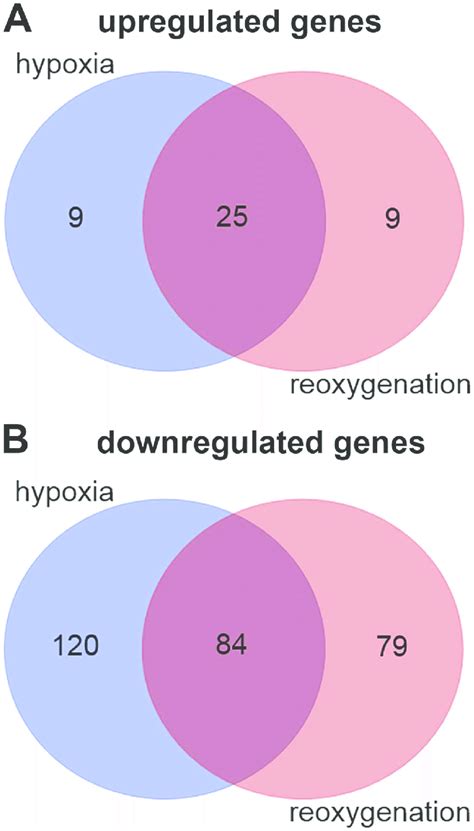Venn Diagram Showing The Unique And Shared De Genes In Hypoxia And