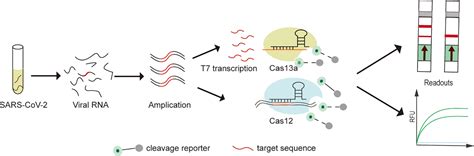 Frontiers Crispr Cas System A Potential Technology For The
