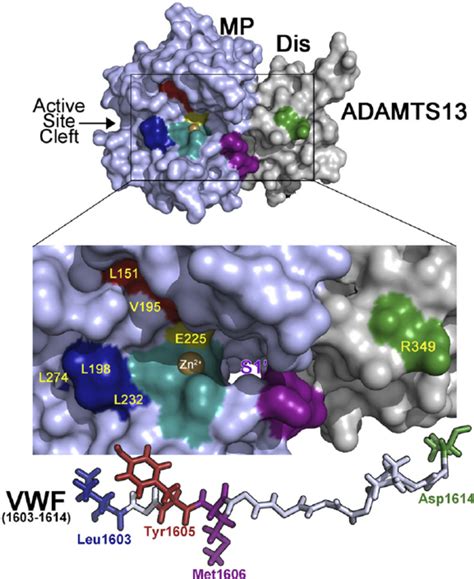 Model Of The Adamts13 Active Center Aligned With Vwf Adamts13