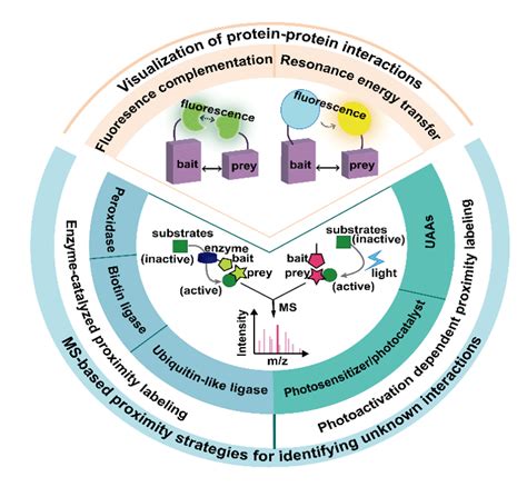 44 [journal Cover] Chemical And Biological Strategies For Profiling