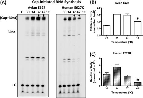 Biochemical Impact Of The Host Adaptation Associated Pb2 E627k Mutation