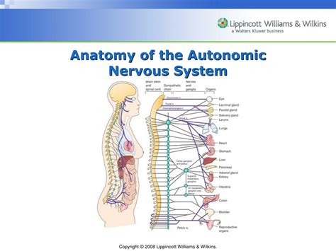 Ppt Chapter 60 Assessment Of Neurologic Function Powerpoint