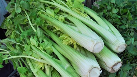 20 Edible Plants You Can Grow In An Outdoor Hydroponic Garden