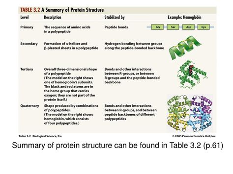Ppt Protein Structure And Function Powerpoint Presentation Free