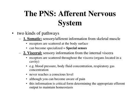 Afferent Nerves