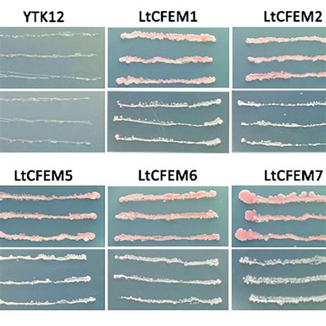 Functional Validation Of Predicted Signal Peptides Of Eight Ltcfem