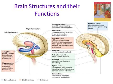 ppt brain structures and their functions powerpoint presentation