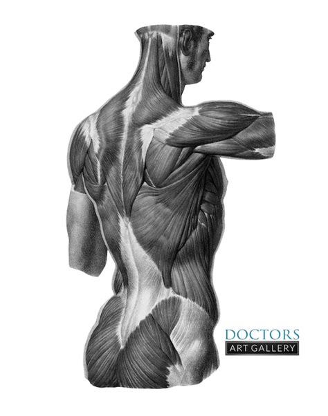 Back Muscles Anatomy Drawing