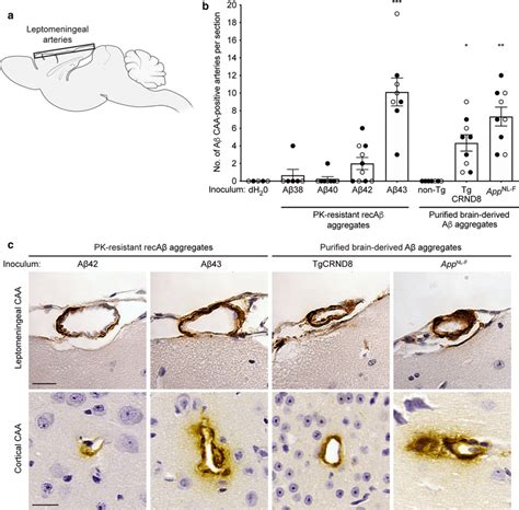 Induction Of Aβ Caa In Aβ43 Inoculated Appnl−f Mice A Schematic Of The