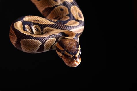 should you move to python 3 7 python experts opinions packt hub