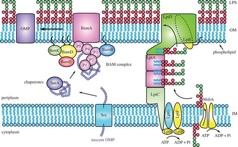 Insertion Of Proteins And Lipopolysaccharide Into The Bacterial Outer
