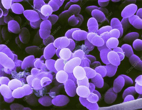 Enterococcus Sem Stock Image C030 5003 Science Photo Library