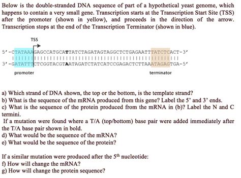 Below Is The Double Stranded Dna Sequence Of Part Of A Hypothetical