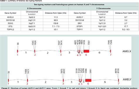 Figure 1 From Genetic Markers For Sex Identification In Forensic Dna