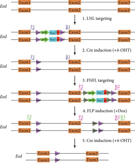 Genotyping Of Eed Conditional Knockout Generated By A Two Step