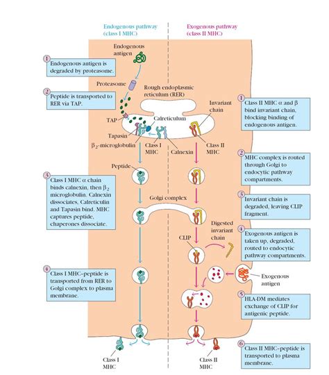 Immunology Blogs Dictionary 3