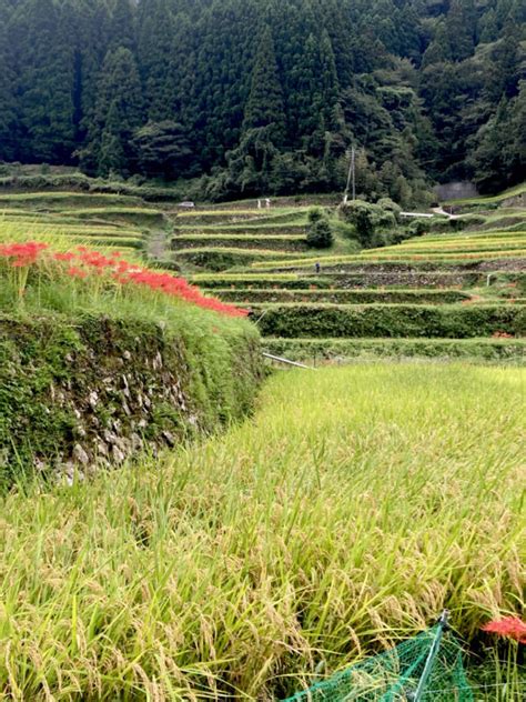「日本の原風景」が残るつづら棚田＝20日、福岡県うきは市浮羽町新川 もろくて強い日本の原風景 写真・画像 3 3 ｜【西日本新聞me】