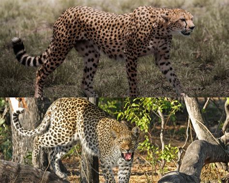 Harimau Singa Dan Macan Tutul Leopard Di Kebun Binata