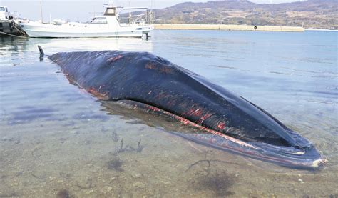 死んだクジラ漂着 油谷湾に迷い込みか 長門・伊上漁港 山口新聞 電子版