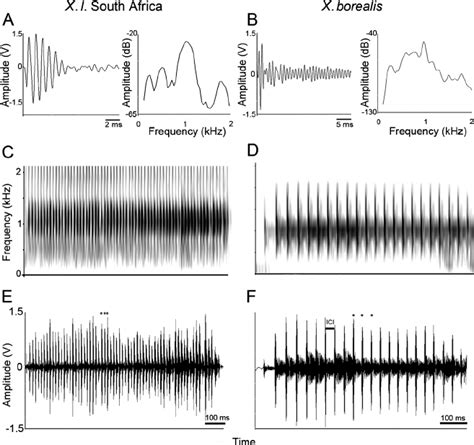 male release calls from two xenopus species with fast x l south