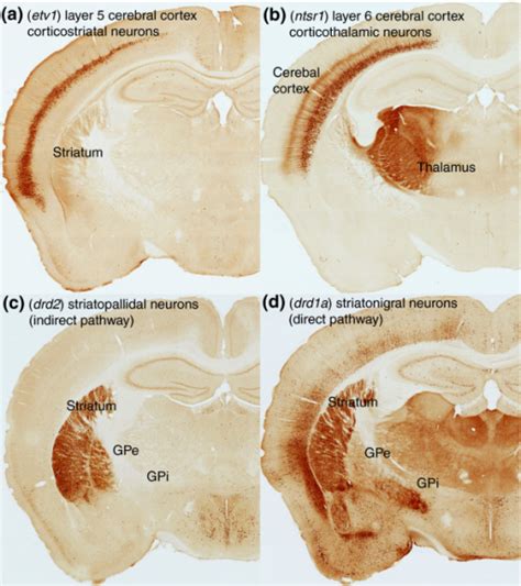An Example Of Cre Expression In Mouse Forebrain Circuit Open I