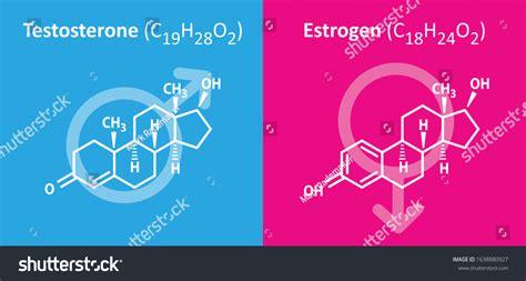 Testosterone Estrogen Structure C19h28o2 C18h24o2 Sex Stock Vector