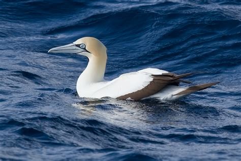 Cape Gannet Morus Capensis Wild Bird Gallery