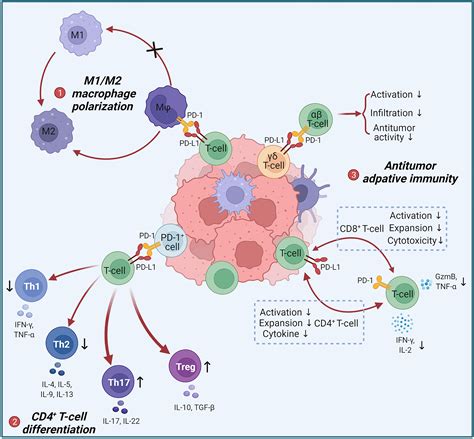 Frontiers Noncanonical Pd 1 Pd L1 Axis In Relation To The Efficacy Of