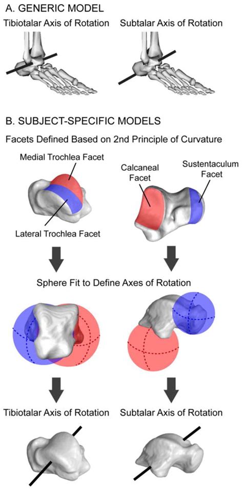 Subject Specific Axes Of Rotation Based On Talar Morphology Do Not