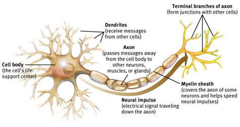 What Is The Difference Between A Dendrite And An Axon Terminal At
