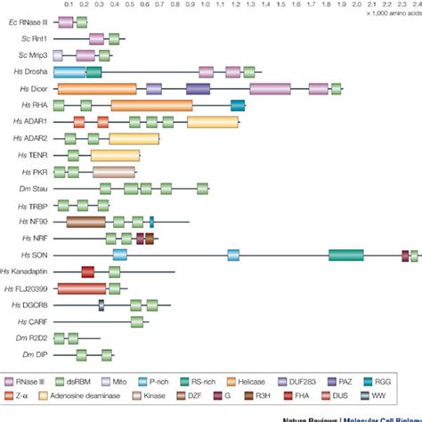 Domain Structures Of Dsrbm Proteins Representative Download