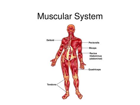 Major Organs Of The Muscular System