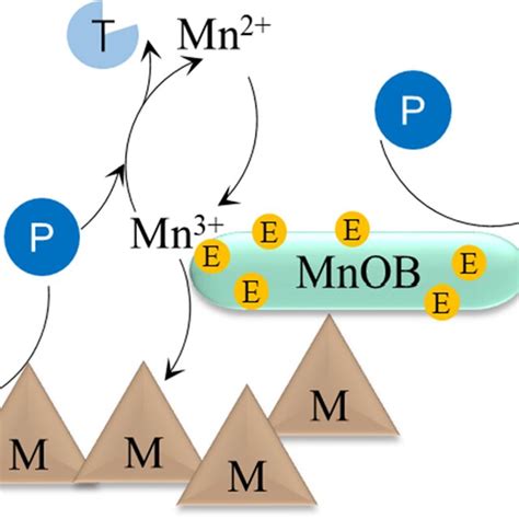 Microbial Mn Redox Cycle P Stands For Pollutants T For Transformation